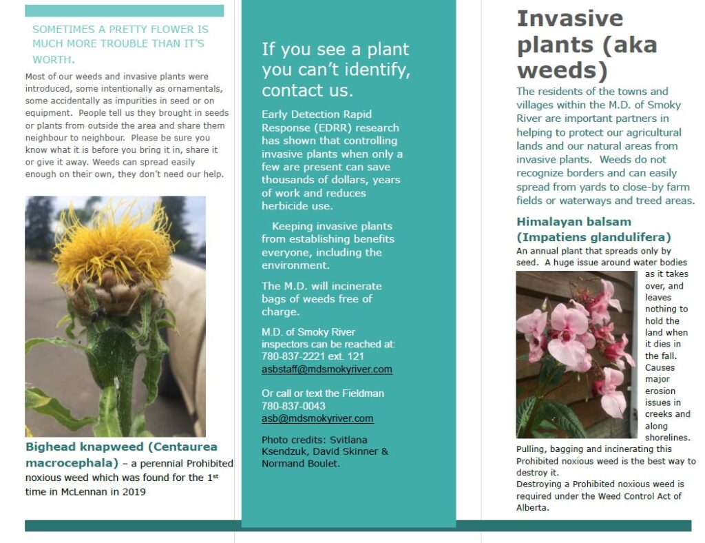 Weed Information 2 – Village of Donnelly